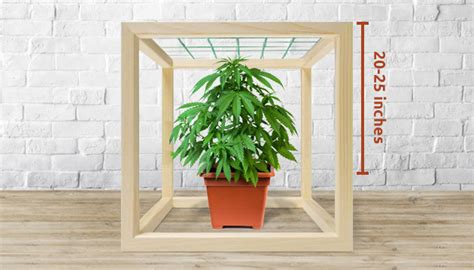 Scrog Growing Method Herbies