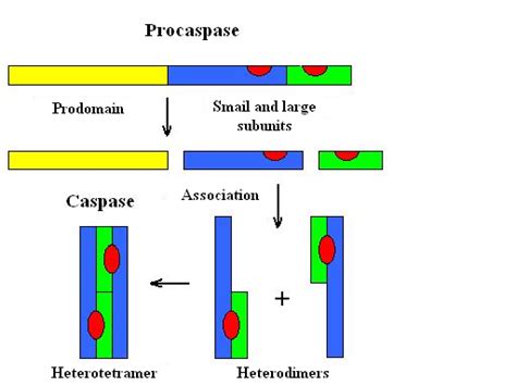 Cellular Caspases New Targets For The Action Of Pharmacological Agents