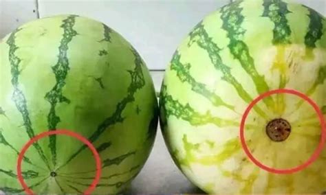 Mua Dưa Hấu đừng Vỗ Vỗ Tay Hãy Tìm 4 điểm Này Dưa Ngọt Lịm Nhiều