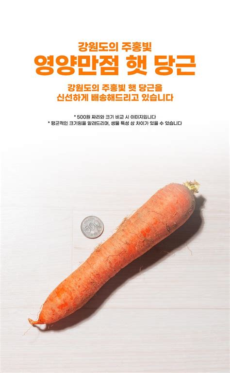 쌀·채소 2024 강원도 햇 당근 중품상품특품 2kg 3kg 5kg 10kg 오늘의집 쇼핑