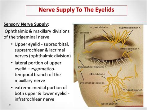 Anatomy Of Eyelid Presented By Dr Rahul Gupta 1 St Year Resident Dept
