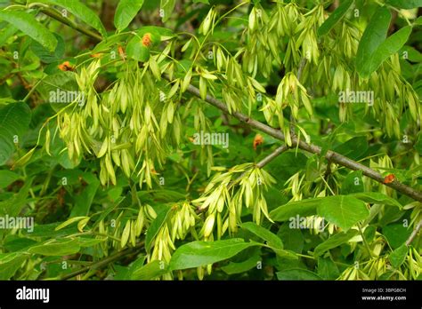 Oregon Ash Fraxinus Latifolia Seeds Willamette Mission State Park