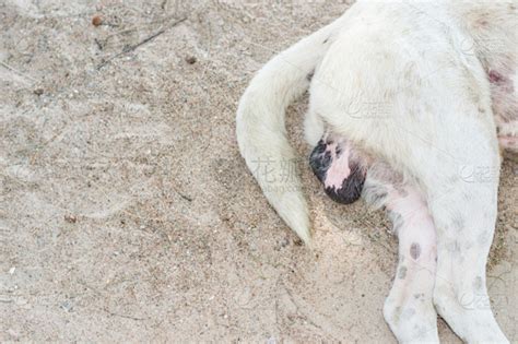 狗海滩睾丸褐色洞水平画幅在之后草坪户外泰国