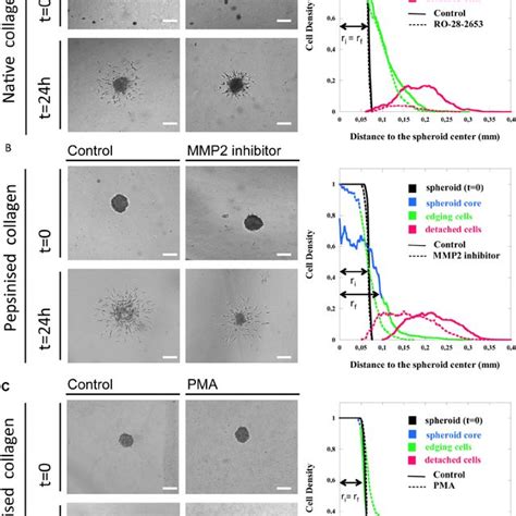 PDF Cell Invasion In The Spheroid Sprouting Assay A Spatial Organisation Analysis Adaptable