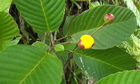 Dillenia Eflora Of India