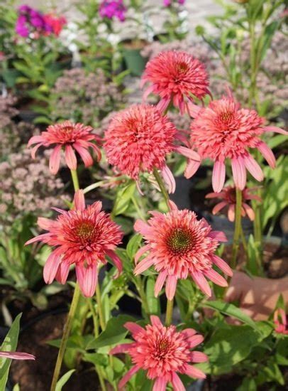 42 Types Of Coneflower Varieties Types Of Echinacea