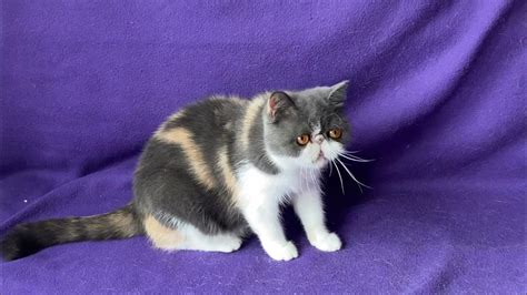 Dilute Calico Exotic Shorthair Youtube