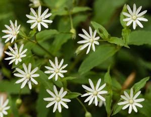 Stellaria Plantwink