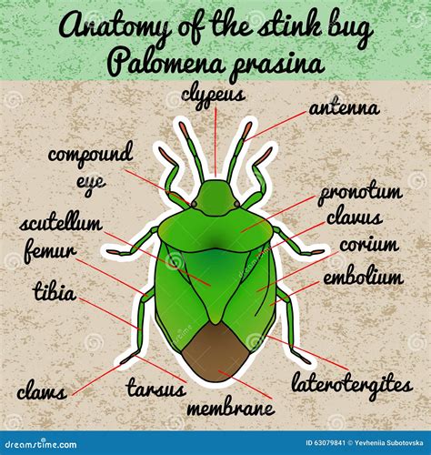 Insect Anatomy Shield Bug Stock Vector Illustration Of Green 63079841 Insect Anatomy Shield Bug Stock Vector Illustration Of Green 63079841
