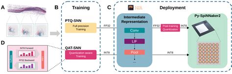 논문 리뷰 Efficient Deployment Of Spiking Neural Networks On Spinnaker2 For Dvs Gesture