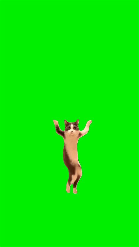 Dancing Cat Meme Green Screen Video Download Mp4
