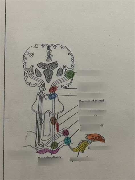 Diagram 8 Diagram Quizlet
