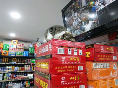 懒得更新 哔哩哔哩