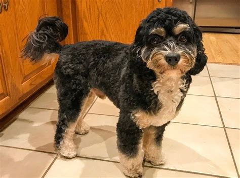 Atlas Puppies — Available Pups And Waitlist Atlas Puppies — Available Pups And Waitlist