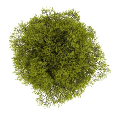 Free Tree Transparent Png Download Free Tree Transparent Png Png Images Free ClipArts On
