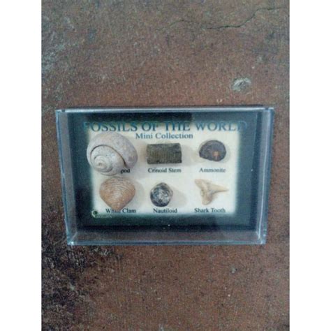Fossils Of The World Mini Collection British Fossils S