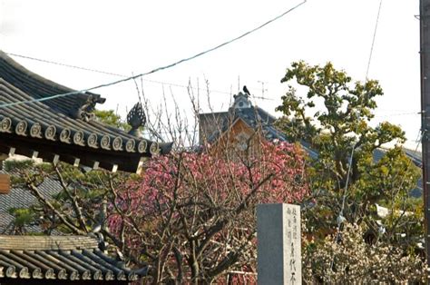 誘われて京の梅 京に癒やされ By 五所光一郎 [京都ブランド Com]