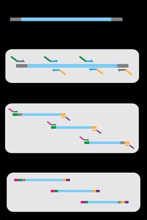 Figure Supplement 1 Miseq Library Preparation Download Scientific