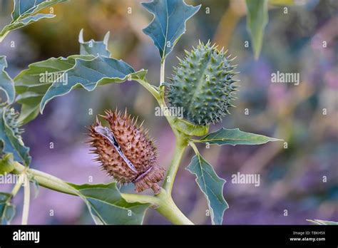 Jimson Weed Seeds