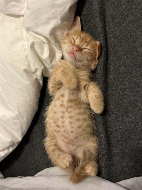 6 Week Old Kitten Trying To Eat Litter Rkitten