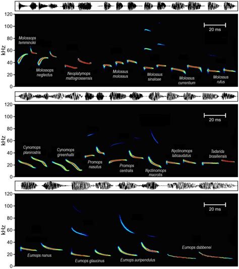 Spectrograms And Oscillograms Of Typical Echolocation Calls Emitted