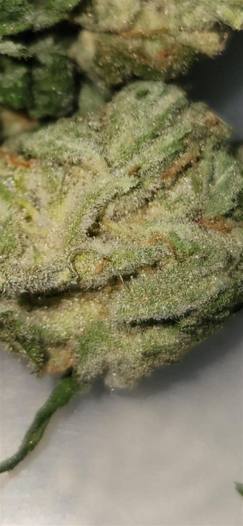 Crazy Glue 😍 R Ausents