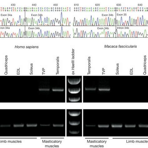 Transcription Of MYH16 A Alignment Of Representative Genomic And CDNA