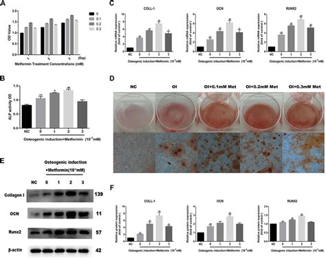 Metformin Promotes Osteogenic Differentiation Of Mc3t3 E1 Cells A