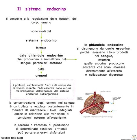 Paradiso Delle Mappe Il Sistema Endocrino