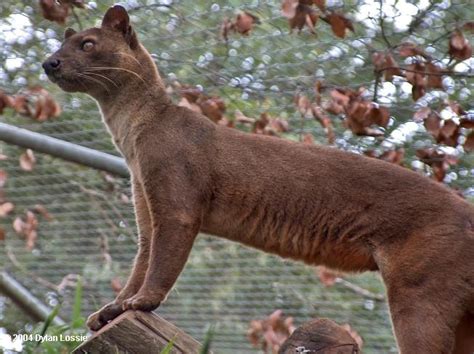 Fossa