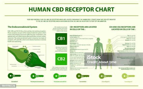 인간 Cbd 수용 체 차트 수평 인포 그래픽 카나비노이드에 대한 스톡 벡터 아트 및 기타 이미지 카나비노이드 대마속