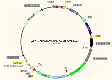 pCDH CMV MCS EF1 copGFP T2A Puro质粒图谱载体图谱序列价格抗性测序引物大小等信息 生物风载体