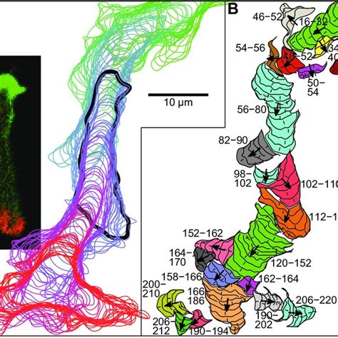 9 Pseudopods And Other Cell Regions As Defined By 3d Dias Taken