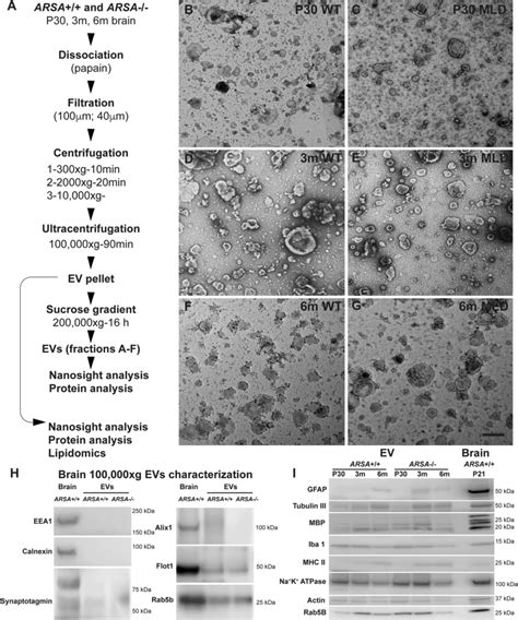Enrichment And Characterization Of Brain Derived Extracellular Vesicles