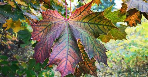 Colorsofautumn Album On Imgur