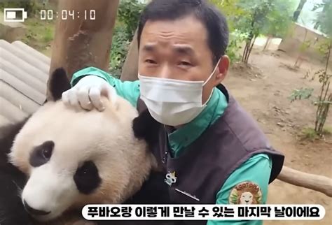 푸바오 중국 반환 시기 임박 강철원 사육사가 남긴 눈물나는 마지막 당부 협의서 내용