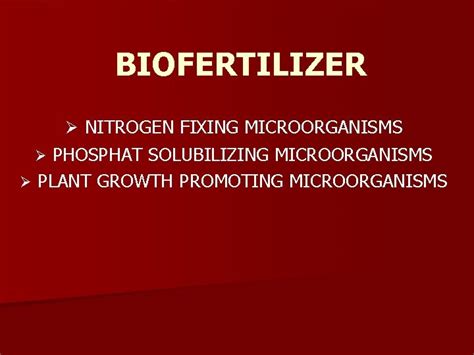 Biofertilizer Nitrogen Fixing Microorganisms Phosphat Solubilizing