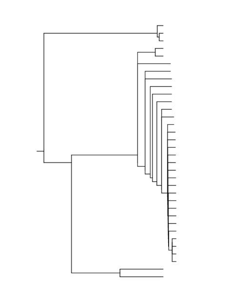 D Oxa 2 Like Phylogenetic Tree