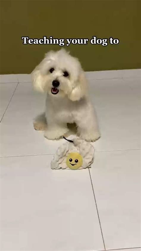 Best 12 How To Teach The Play Dead Trick Dog Training Artofit