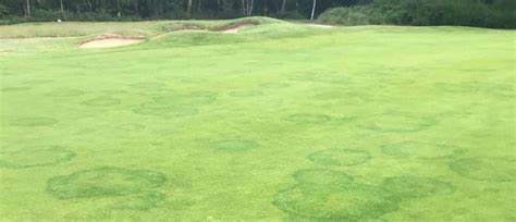 Fairy Ring Trials 2024