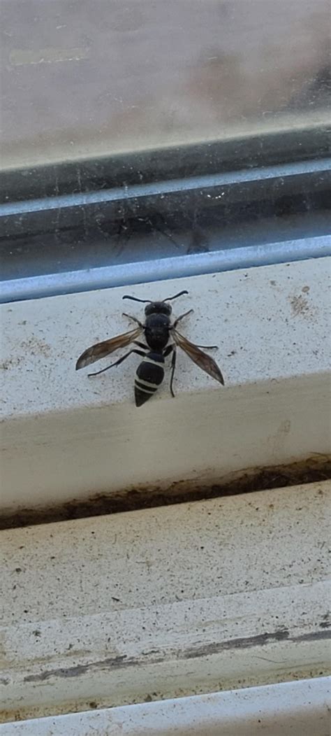 These Two Bugs In Co Rwhatsthisbug