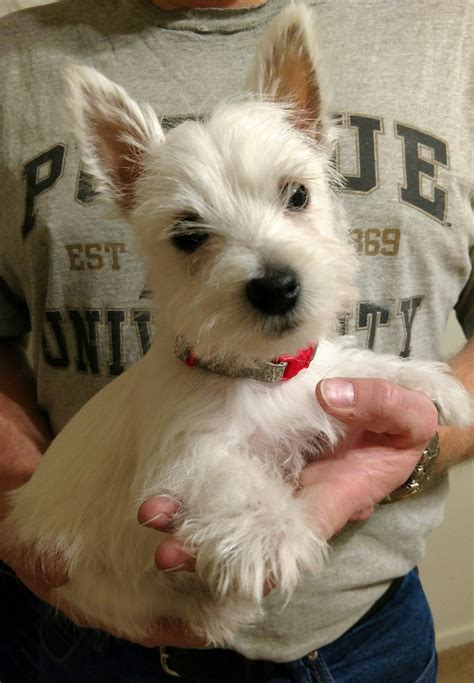 West Highland White Terrier Puppies For Sale Woodburn In 263527