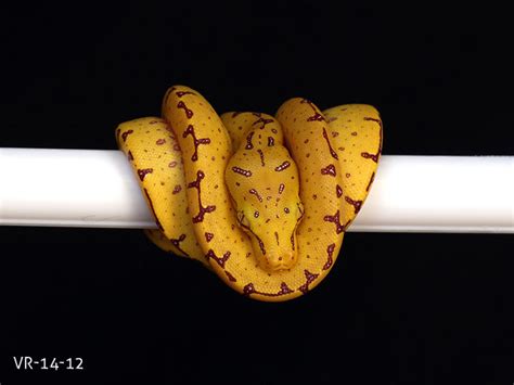 Green Tree Python Breeding Projects Viridispython
