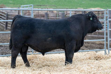 2025 Sale Results Kessler Angus