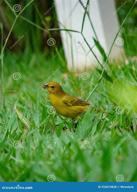Green And Yellow Parakeet In The Grass With Caught Insect In Its Beak