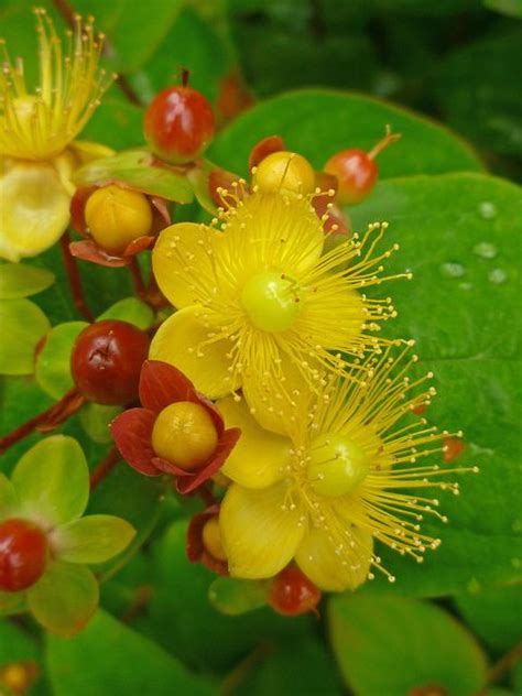 Hypericum Shrub Beautiful Flowers Pretty Flowers Flower Garden