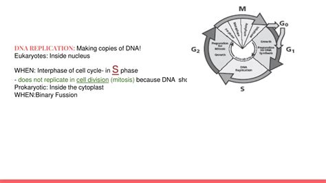 Ppt Dna Replication And Repair Powerpoint Presentation Free Download Id9482645