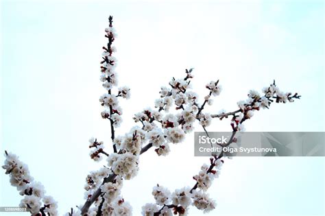 흰색 배경에 벚꽃을 닫습니다 스톡 이미지 복사 공간이 있는 밝은 하늘에 일본의 벚꽃 꽃봉오리와 꽃이 피어납니다 0명에 대한 스톡