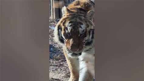 🐯 눈상 마상이 회복 막바지에 이른 대형 호랑이 💯두 Youtube