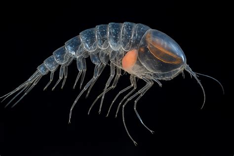 Maps Key Value Pairs In Go Maps Are A Fundamental Data Structure